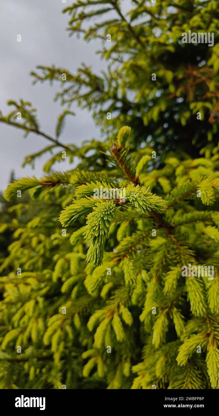 Pine Trees , Early Spring, fresh green leaves Stock Photo - Alamy