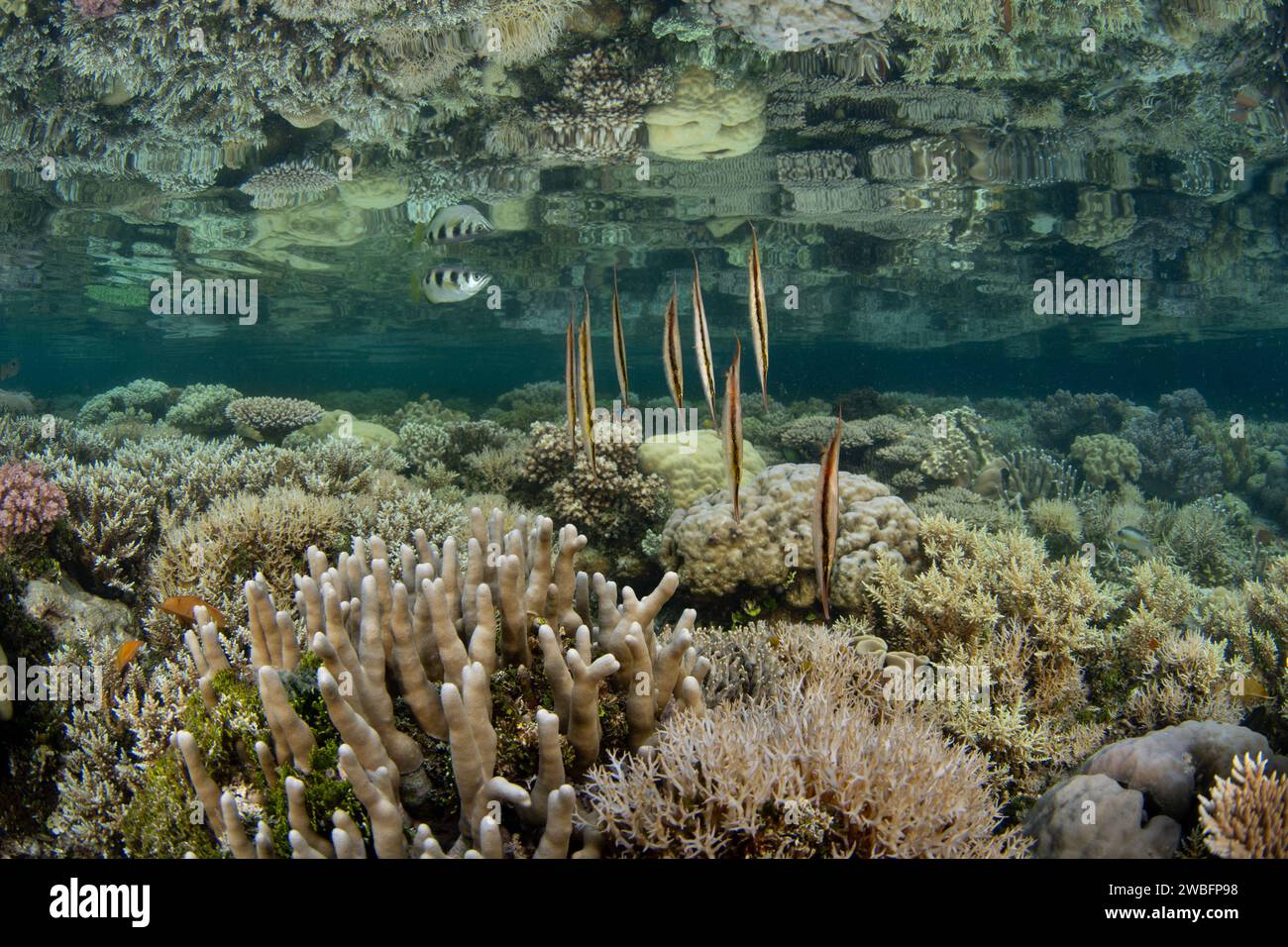 Shrimpfish on coral reef hi-res stock photography and images - Alamy