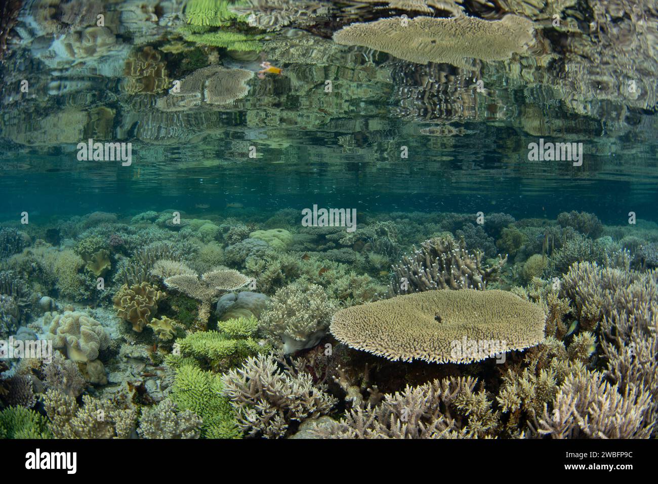 A variety of reef-building corals thrive on a coral reef in Raja Ampat ...