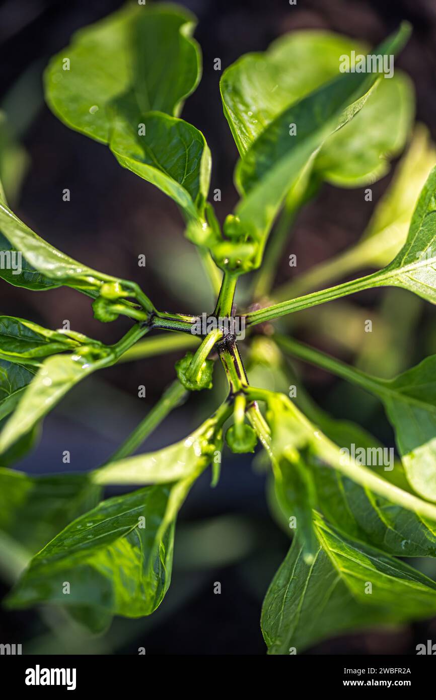 Young green fruit of the pepper plant on the plant during cultivation ...