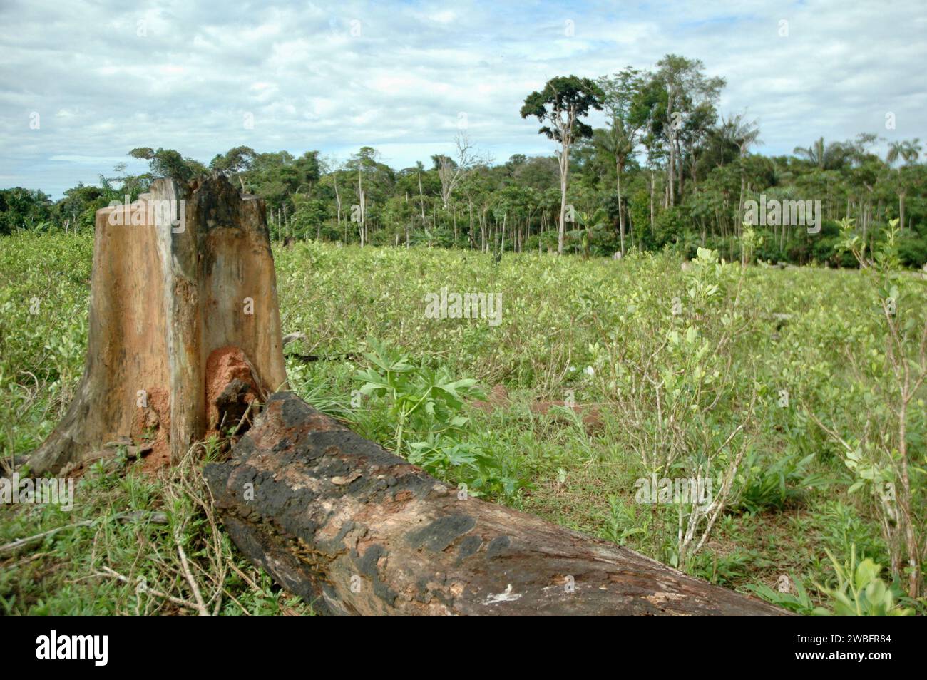 Deforestation in the middle of the forest Stock Photo - Alamy