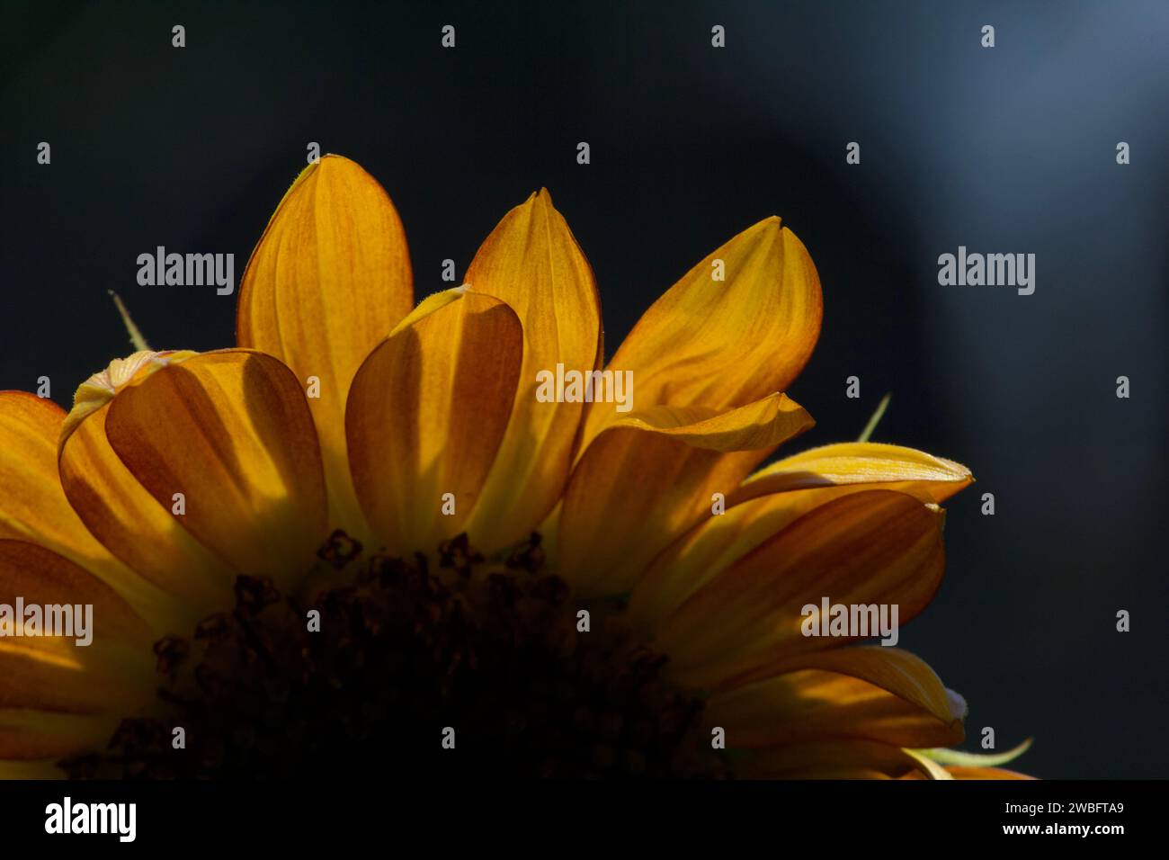 Muted golden background hi-res stock photography and images - Alamy