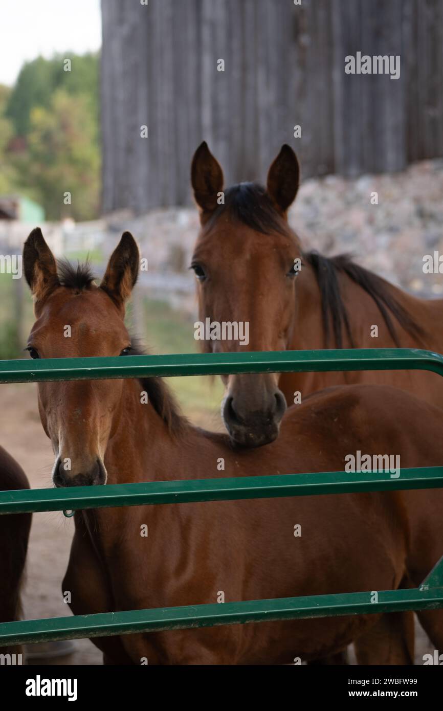 Standardbred mare and foal hi-res stock photography and images - Alamy