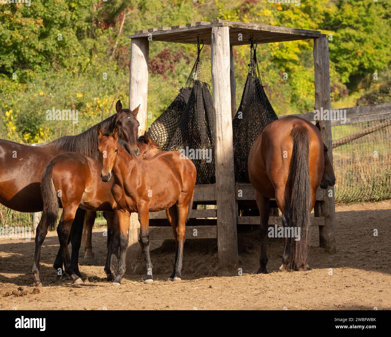 Covered slow feeder hi-res stock photography and images - Alamy