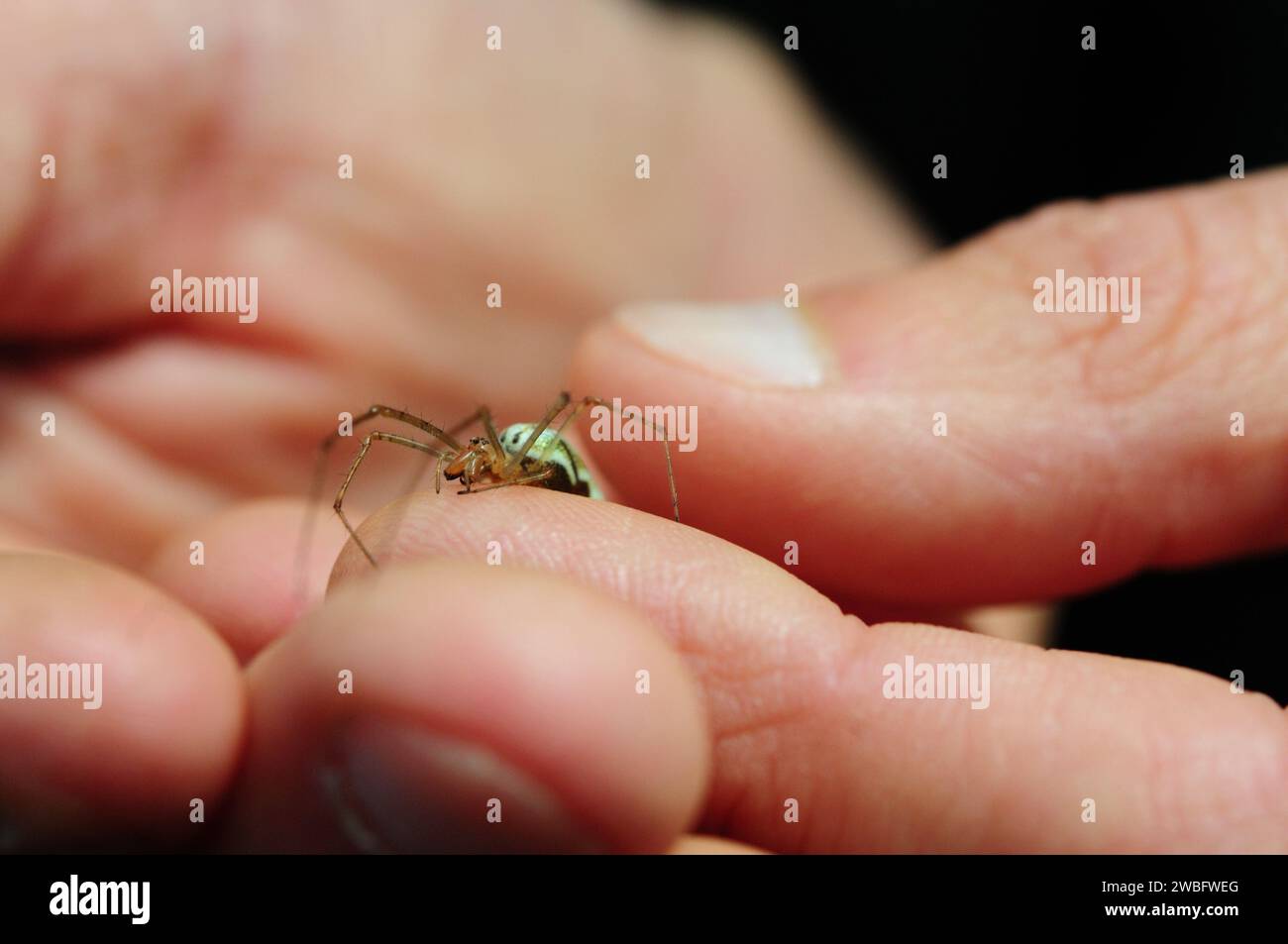 Tetragneta hi-res stock photography and images - Alamy