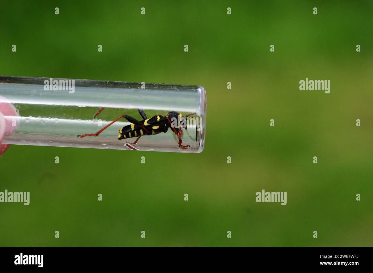 Invertebrate identification hi-res stock photography and images - Alamy