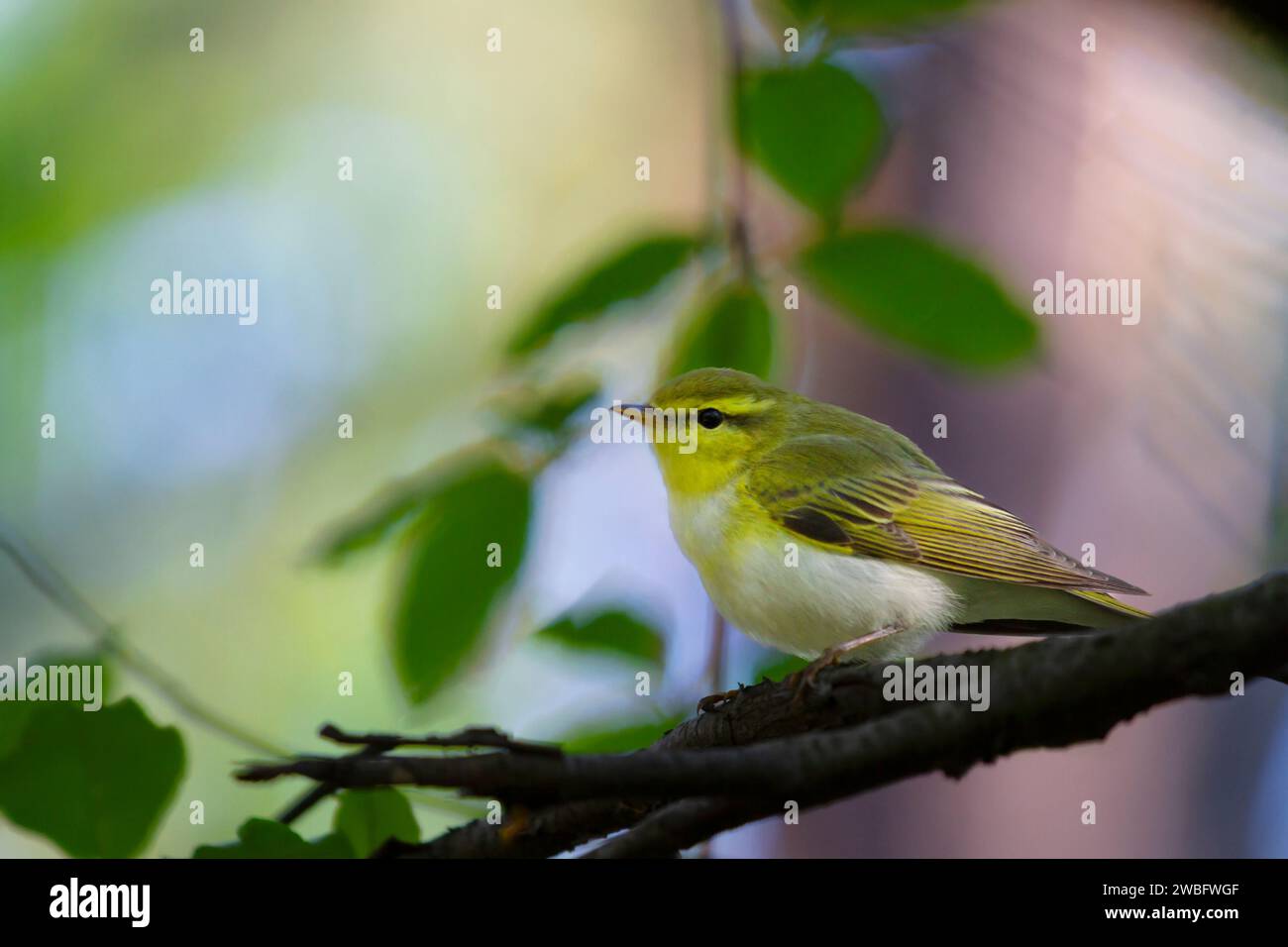 Songbird sitting among tree leaves hi-res stock photography and images ...