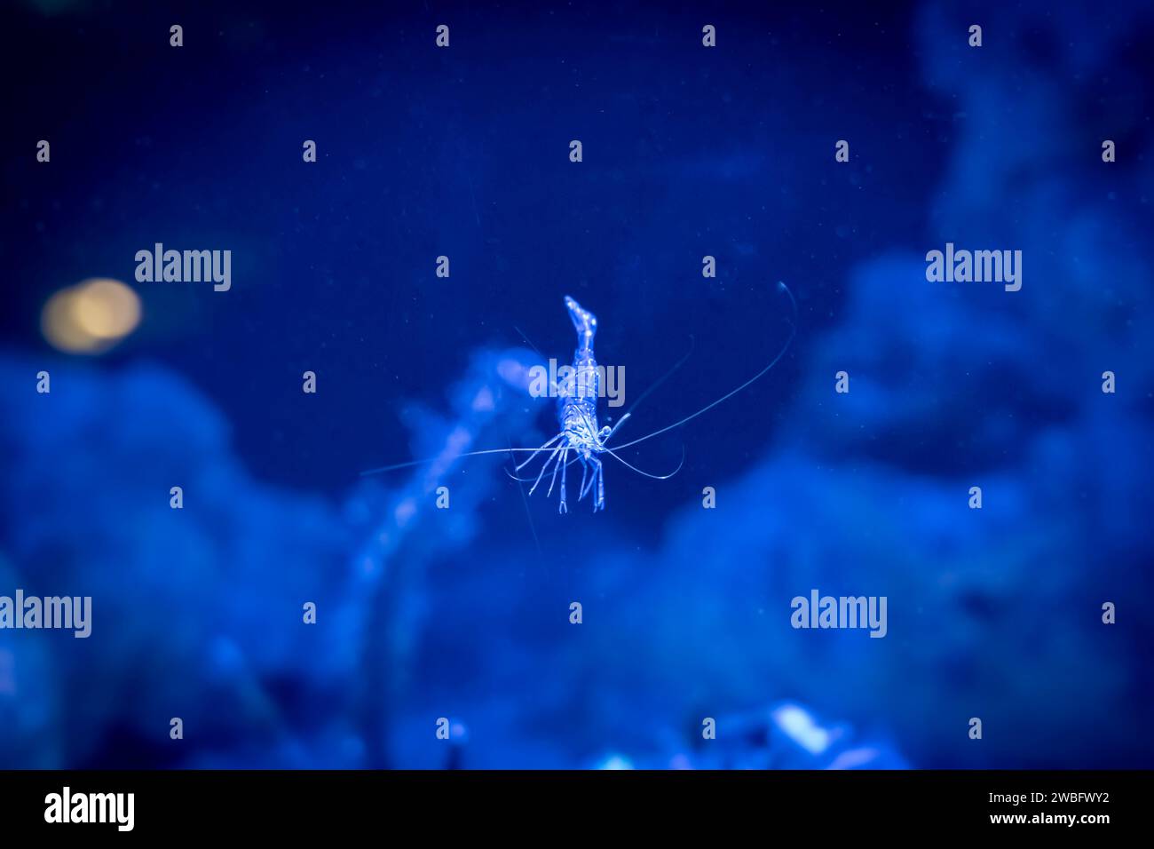 Palais de la Porte Dorée. Tropical fishes. View of a Shrimp Stock Photo ...