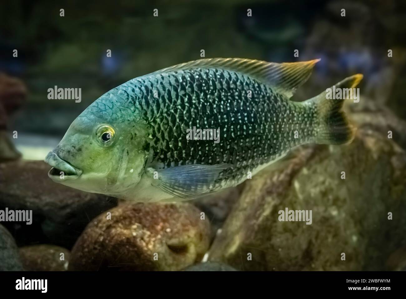 Palais de la Porte Dorée. Tropical fishes. View of a Tilapia louka fish ...