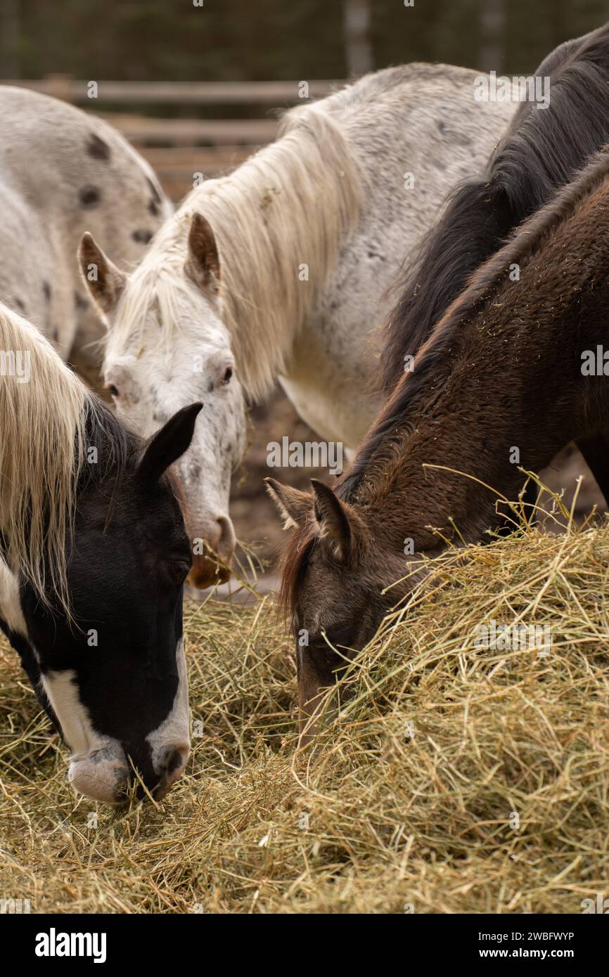 Group of horses eating hay together one buckskin one grey and one paint ...