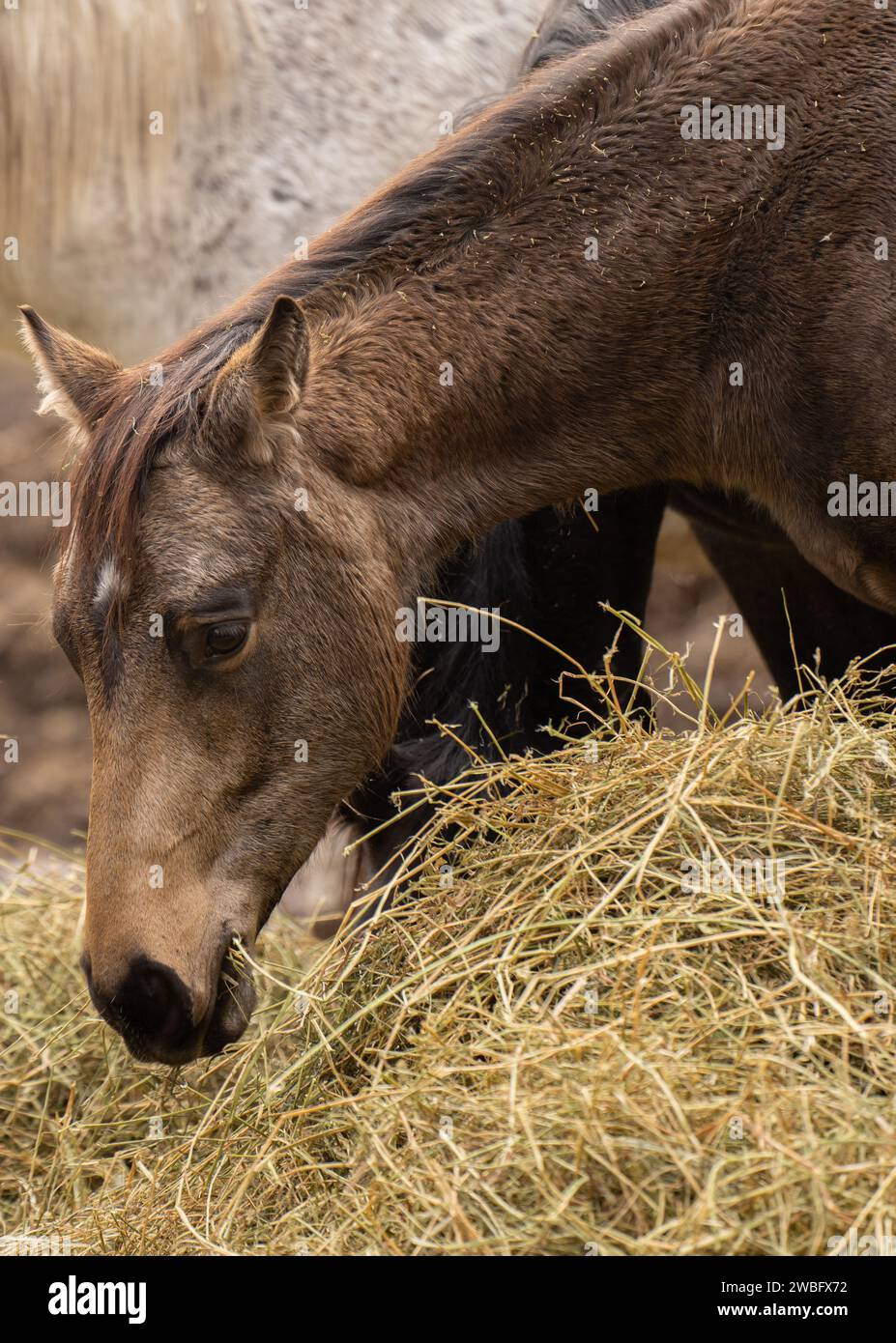 Pile of hay hi-res stock photography and images - Alamy