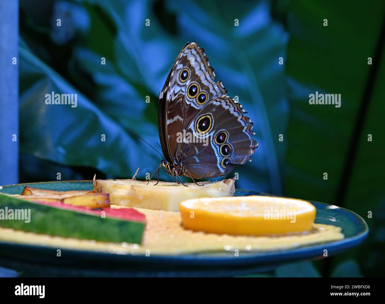 Butterflies love nectar and fermented fruits Stock Photo - Alamy
