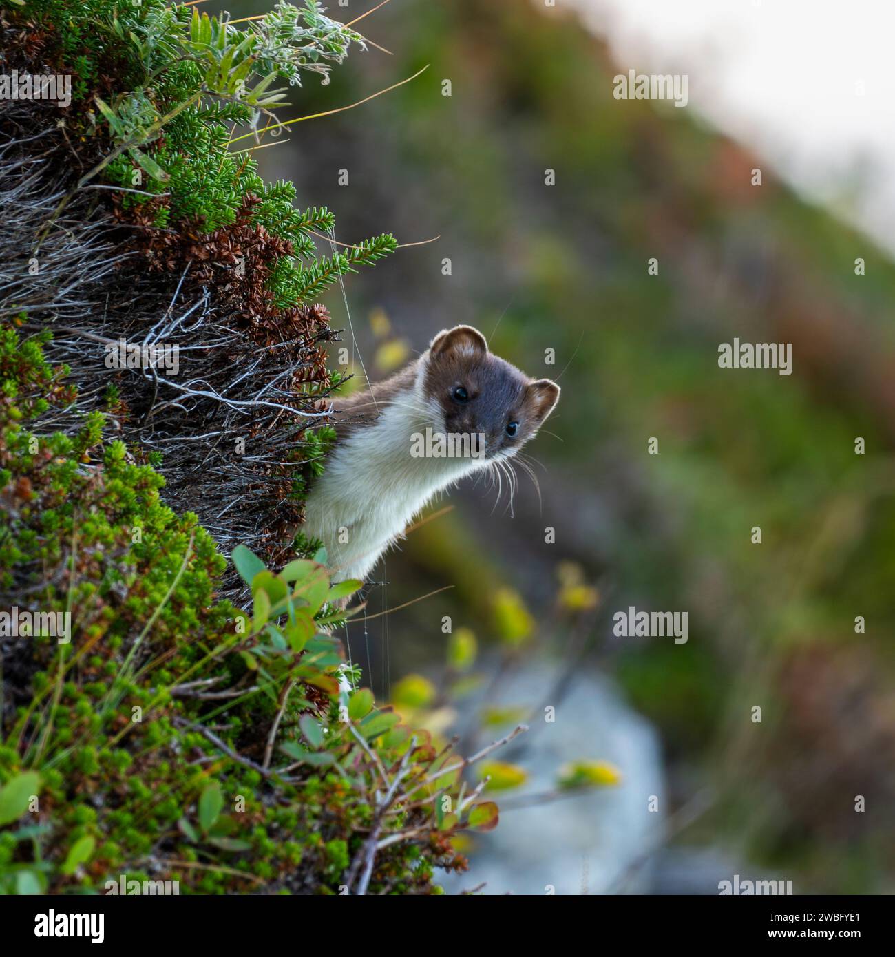 Weasel looks around the corner with interest on the island of Hillesøya ...