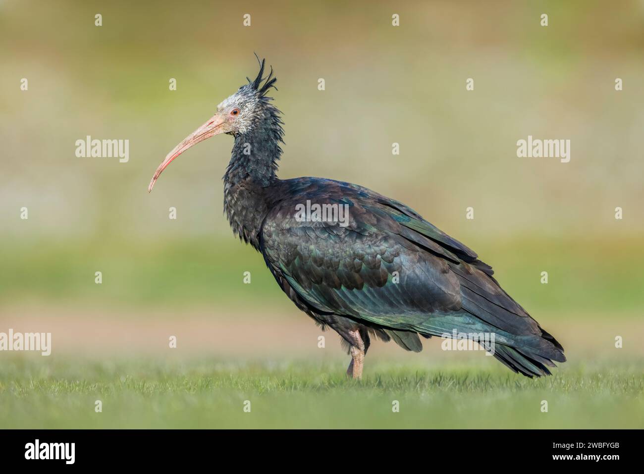 Very rare and vulnerable female Northern Bald Ibis, Geronticus eremita ...