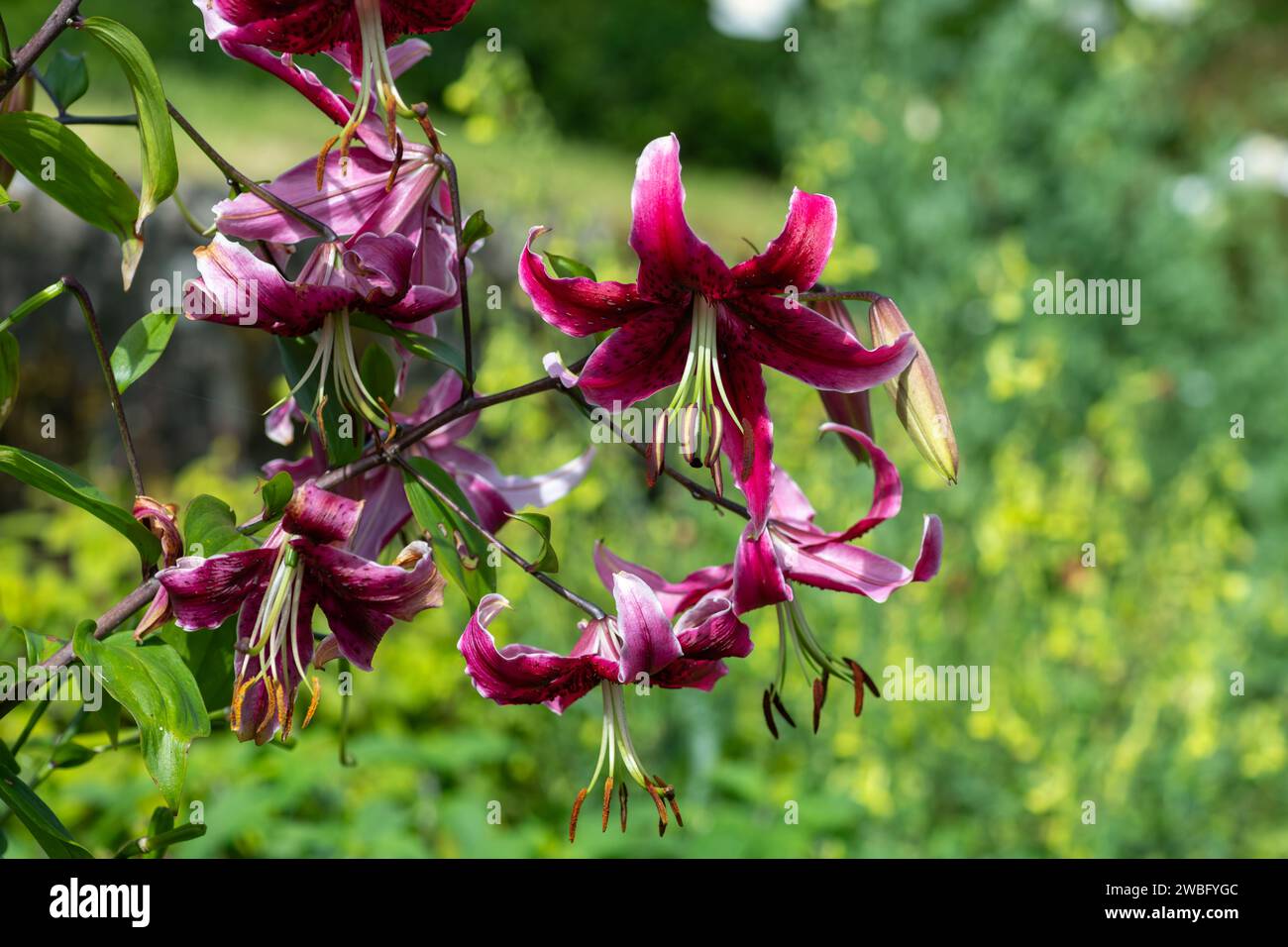 Close up of Japanese lilies (lilium speciosum) flowers in bloom Stock ...