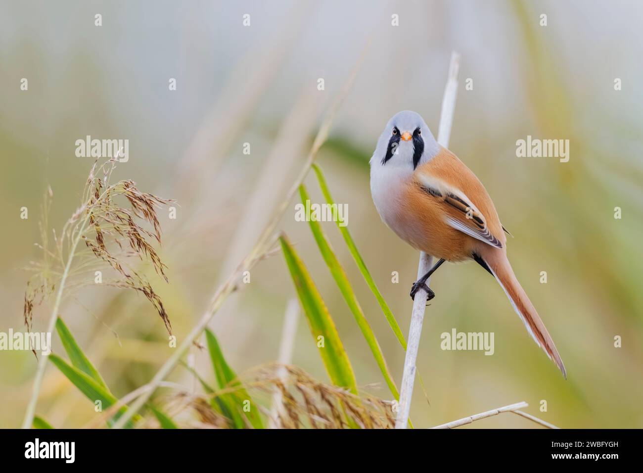Male Bearded Reedling, Panurus biarmicus, resting Stock Photo - Alamy
