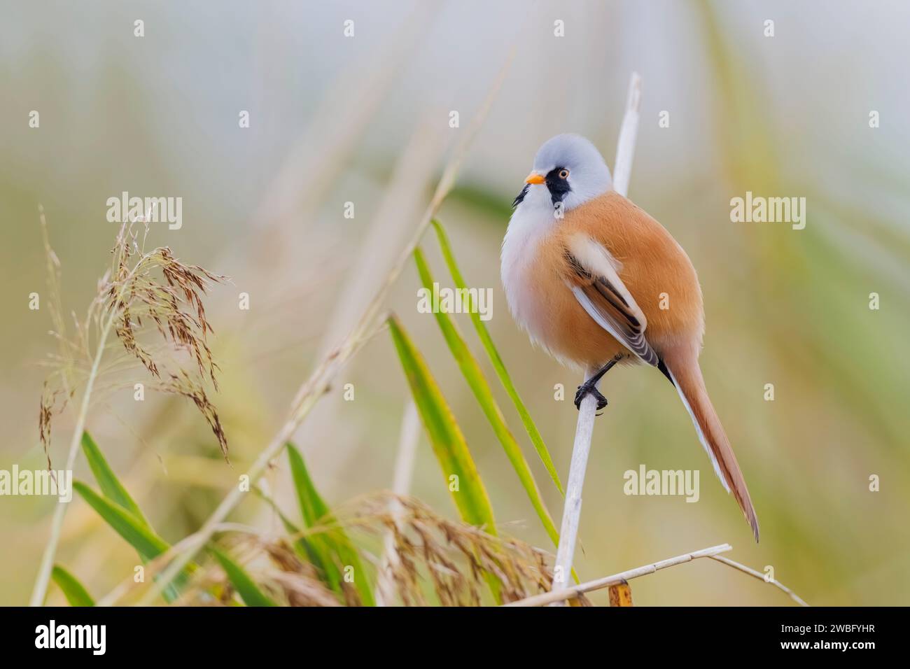 Male Bearded Reedling, Panurus biarmicus, resting Stock Photo - Alamy