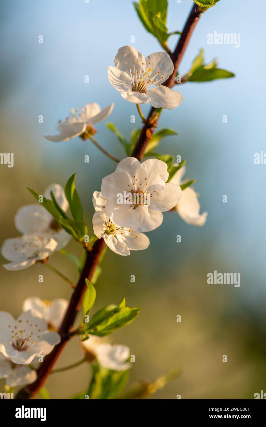 early spring pink blossoms of trees Stock Photo - Alamy