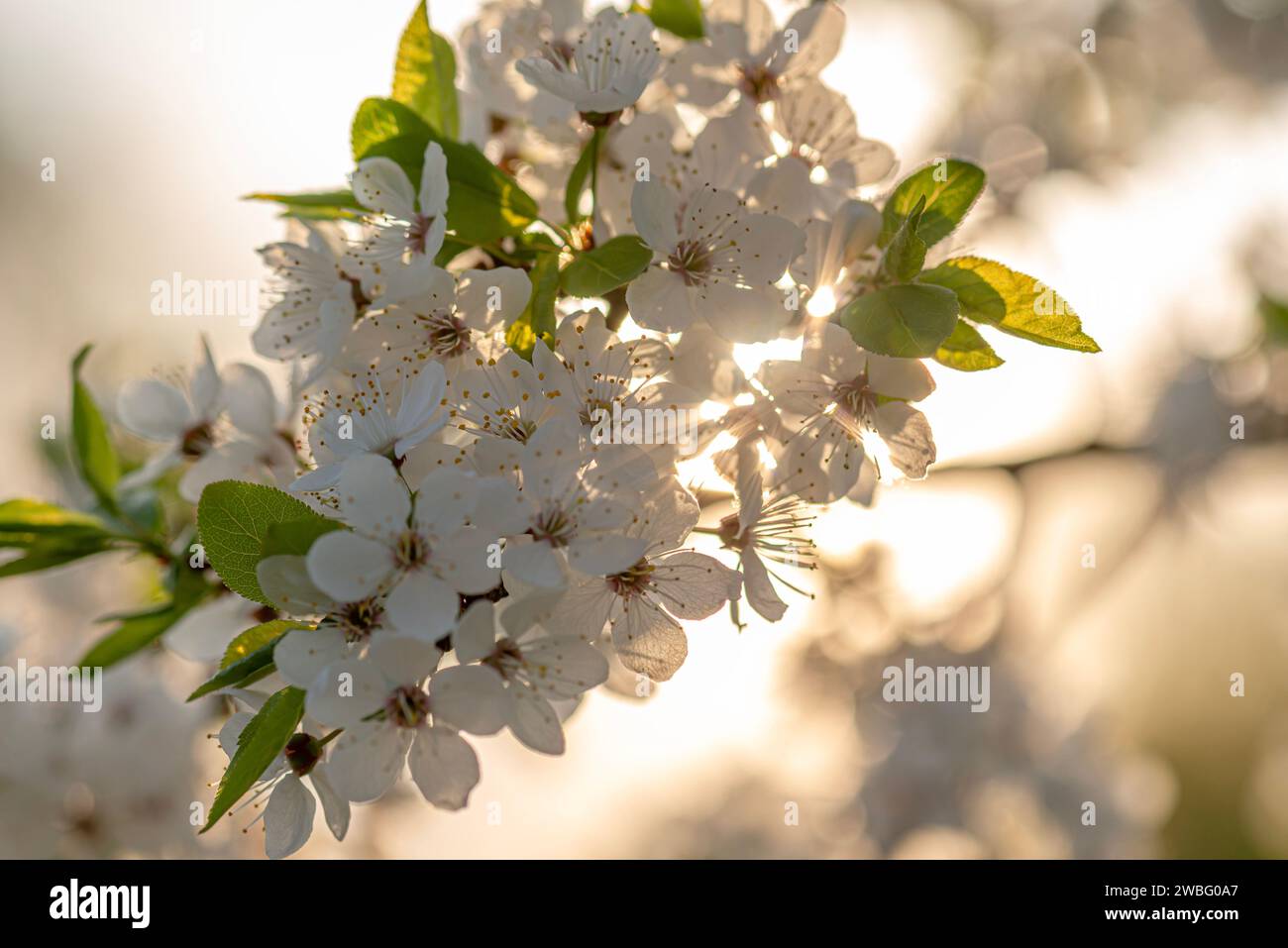 Scarlet cherry blossom hi-res stock photography and images - Alamy