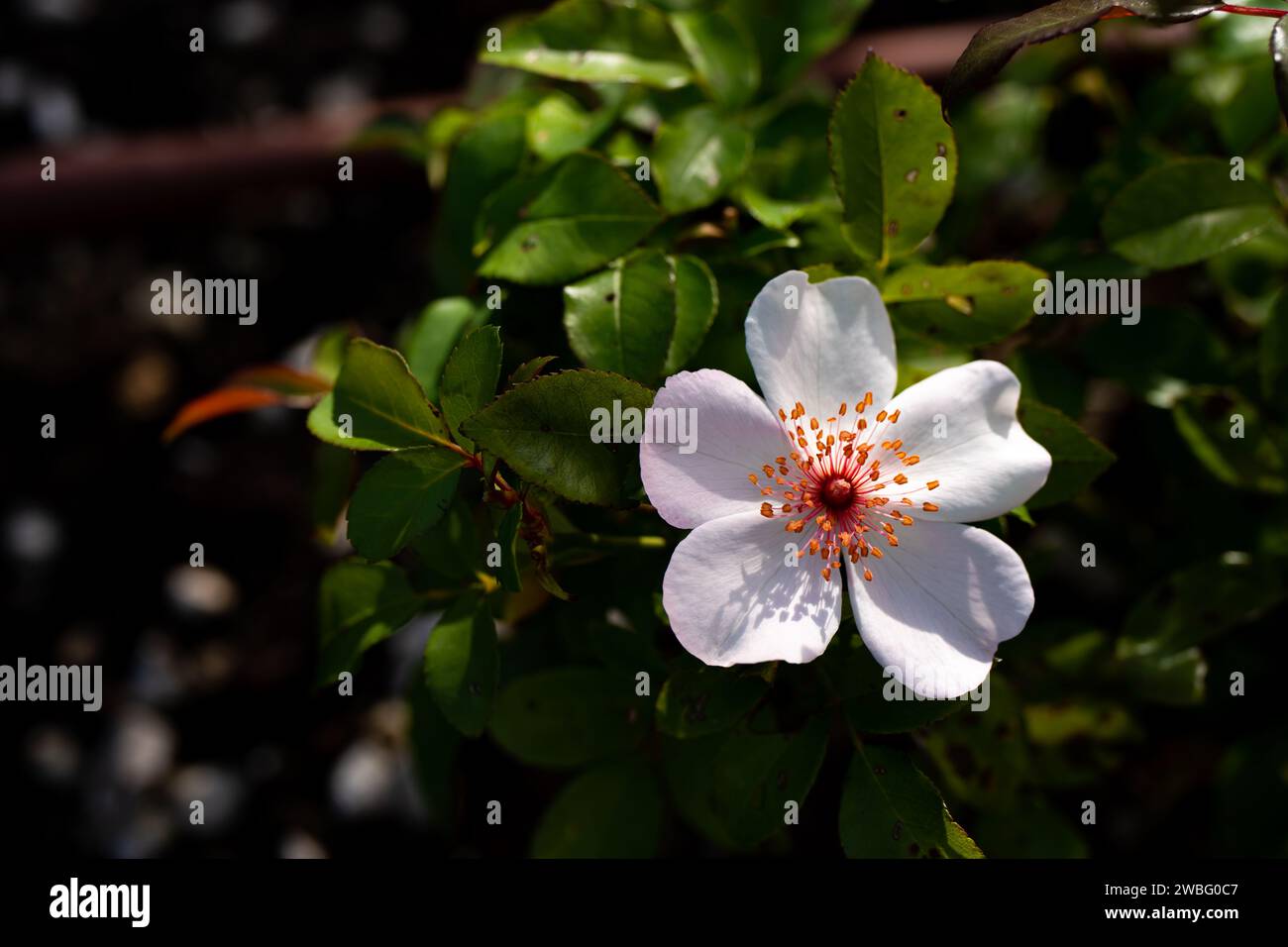 Prati in fiore hi-res stock photography and images - Alamy