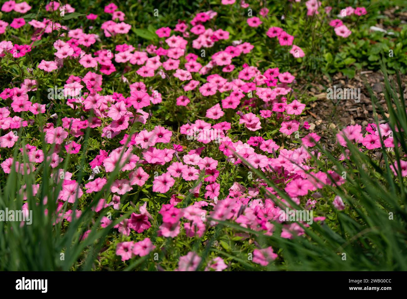 Pianta di fiori fiore hi-res stock photography and images - Alamy