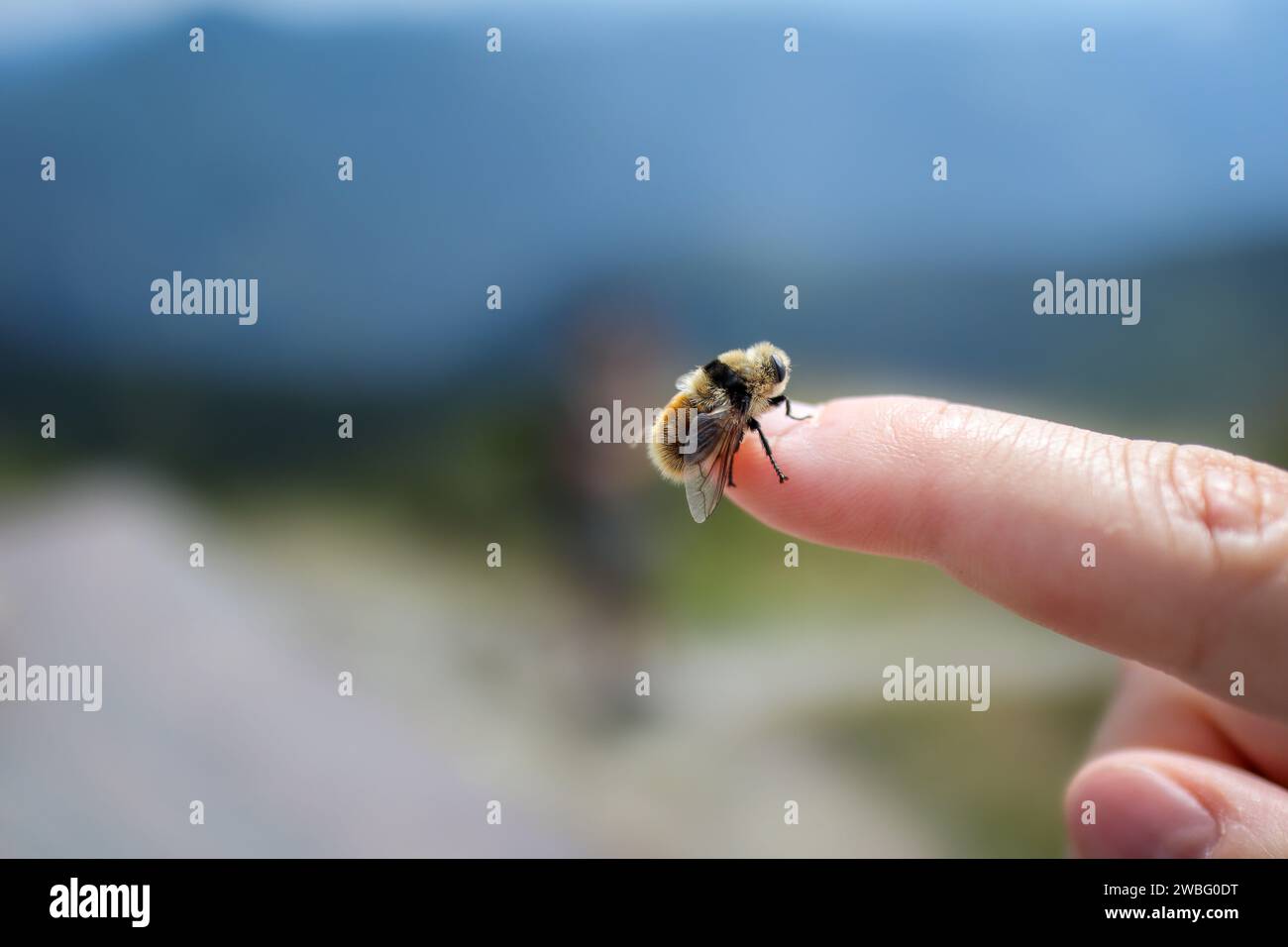 Deer Botfly on Human Finger. Shallow Depth of Field and Small Insect ...