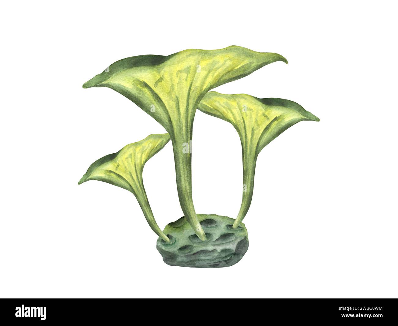 Seaweed stone beach Cut Out Stock Images & Pictures - Alamy