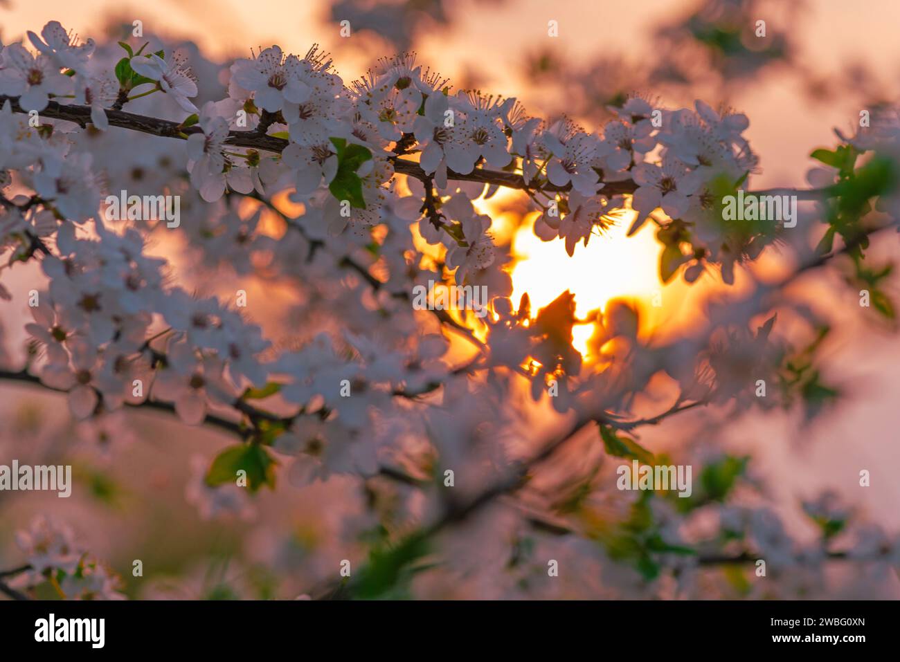 early spring pink blossoms of trees Stock Photo - Alamy