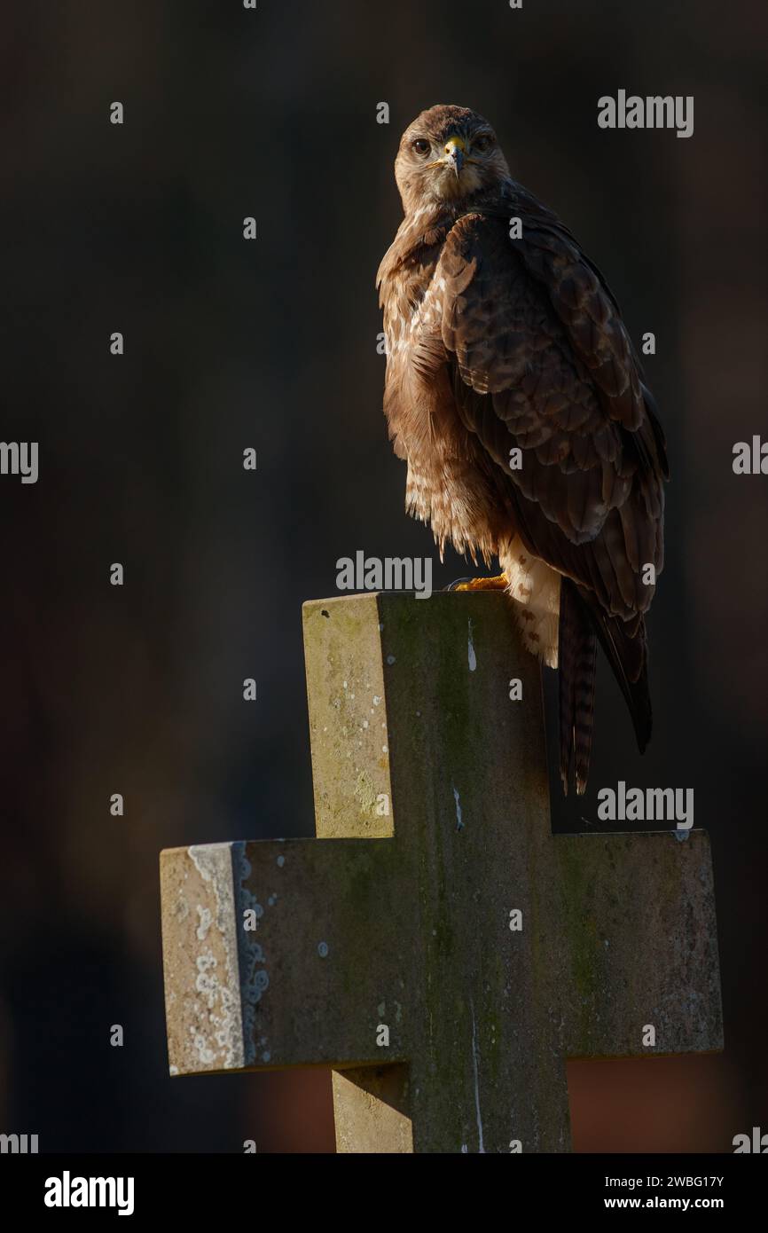 Buzzard in a cemetery hi-res stock photography and images - Alamy