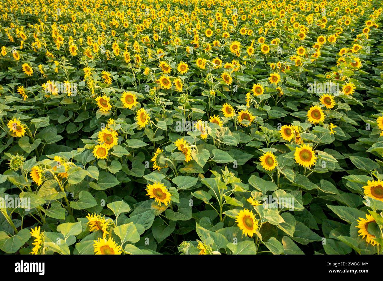 Sunflowers plants with yellow flowers facing sun line on farm field ...