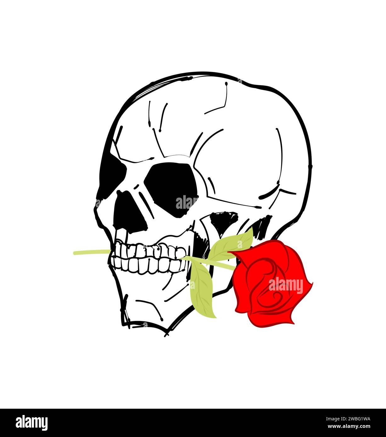 Skull with rose in teeth. Skeleton head and flower Stock Vector Image ...