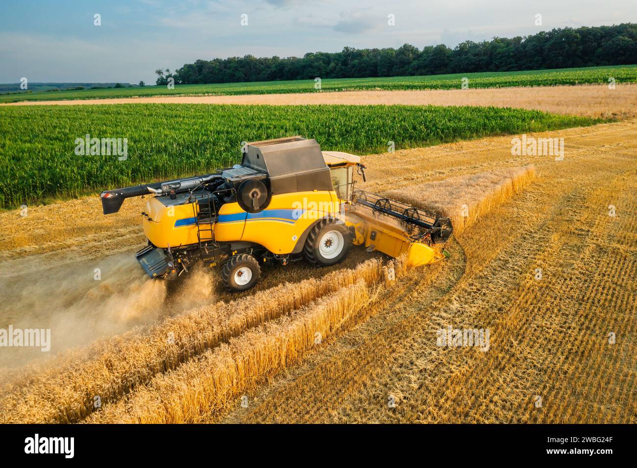 Combine reaper harvests cereal crop driving past golden wheat in farm ...