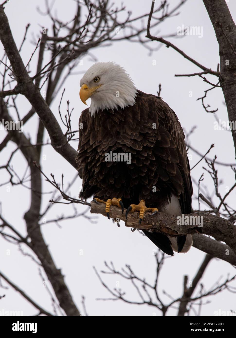 Bald Eagle watching over the lake Stock Photo - Alamy
