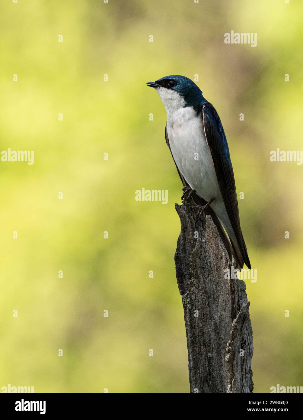 Wood swallow hi-res stock photography and images - Alamy