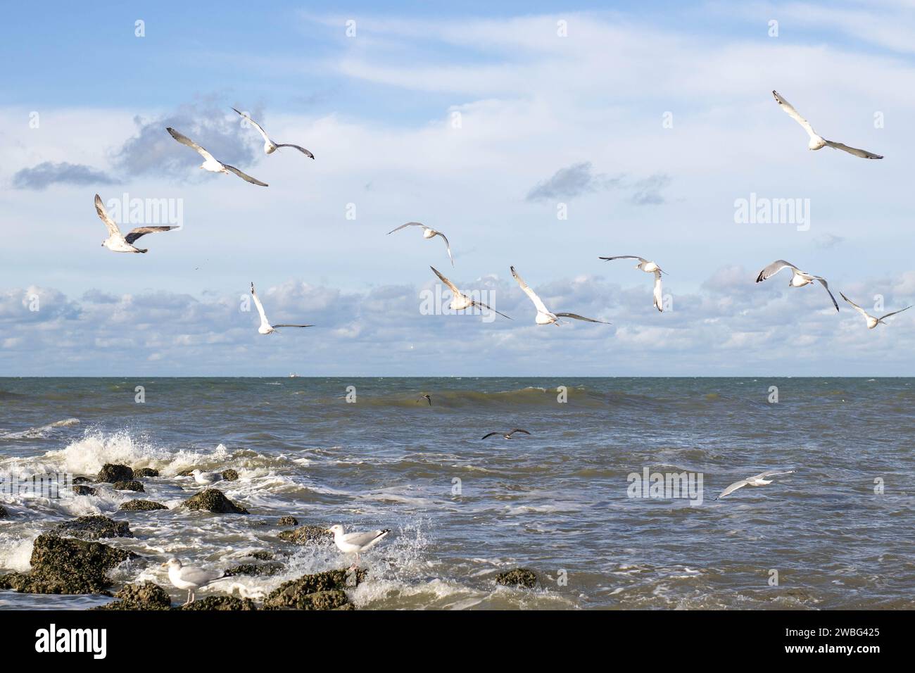 Möwe am strand hi-res stock photography and images - Alamy