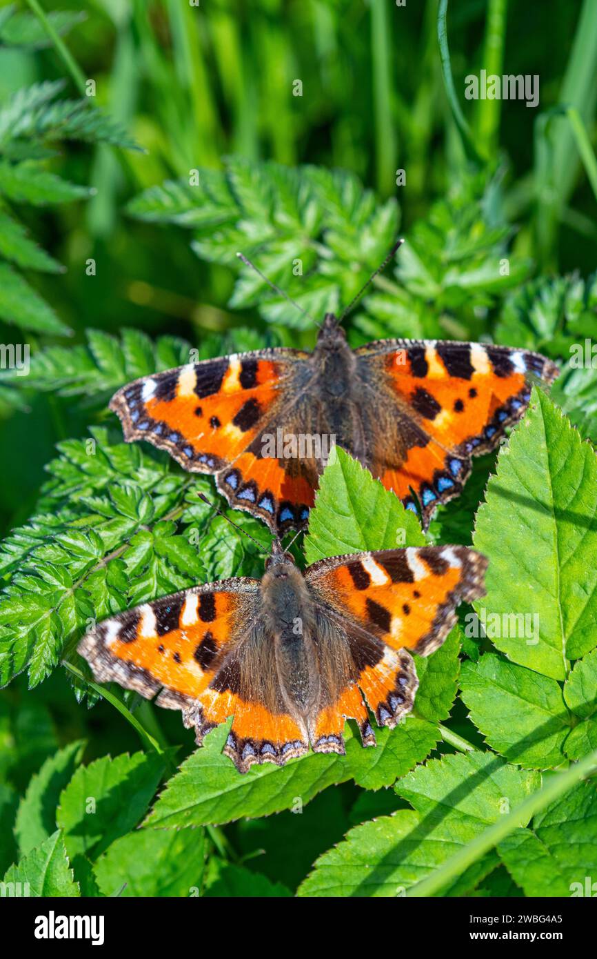 Two small butterflies hi-res stock photography and images - Alamy