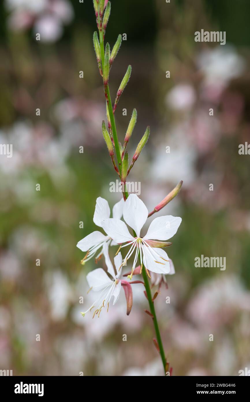Close up of white gaura (oenothera lindheimeri) flowers in bloom Stock ...