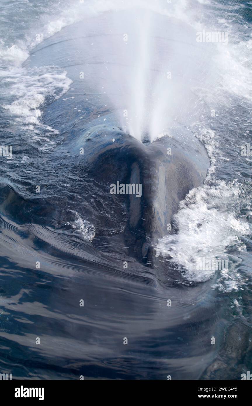 Humpback whale, Stellwagen Bank National Marine Sanctuary ...