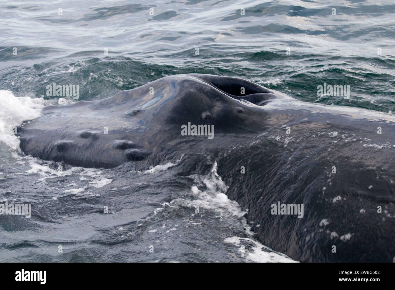 Humpback whale, Stellwagon Bank National Marine Sanctuary ...