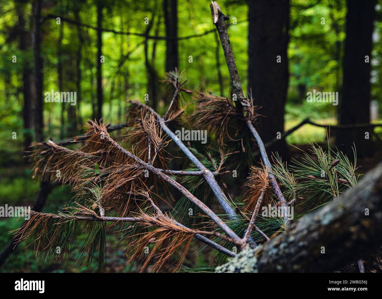 A large tree is lying on the ground in a lush forest setting, with its ...