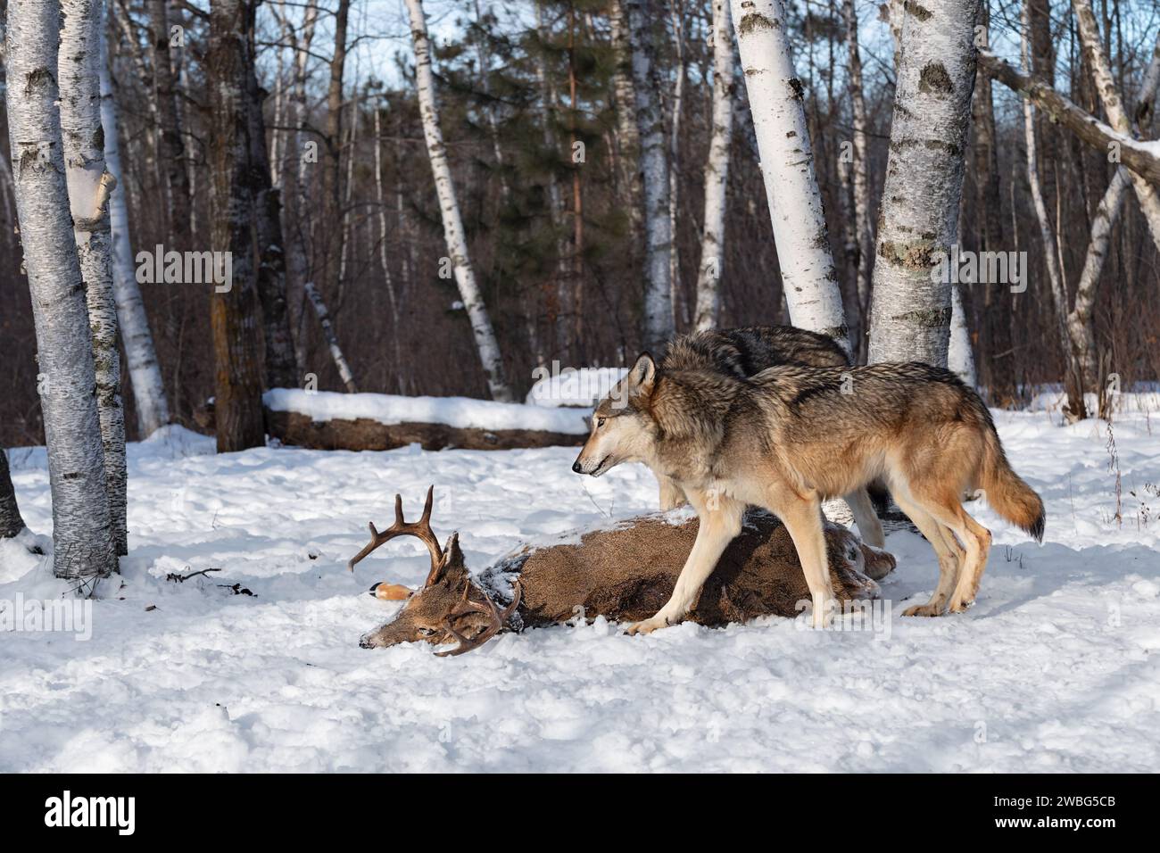 Grey wolf tail up hi-res stock photography and images - Alamy