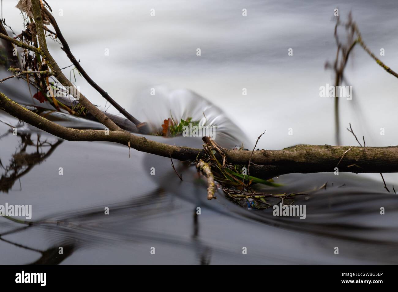 Persley den hi-res stock photography and images - Alamy