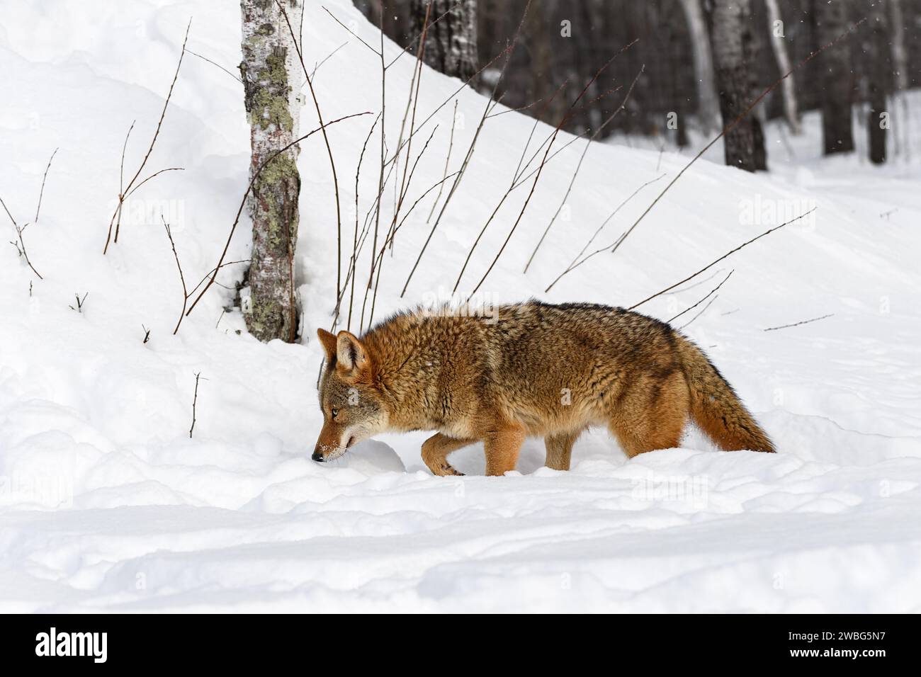Coyote (Canis latrans) Walks Left Nose Down Winter Stock Photo - Alamy