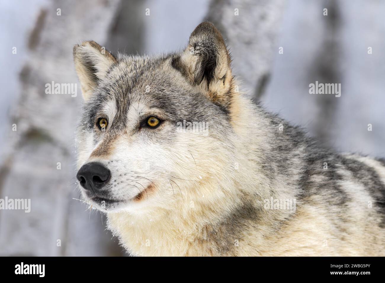 Grey Wolf (Canis lupus) Looks Left Head Close Up Winter - captive ...
