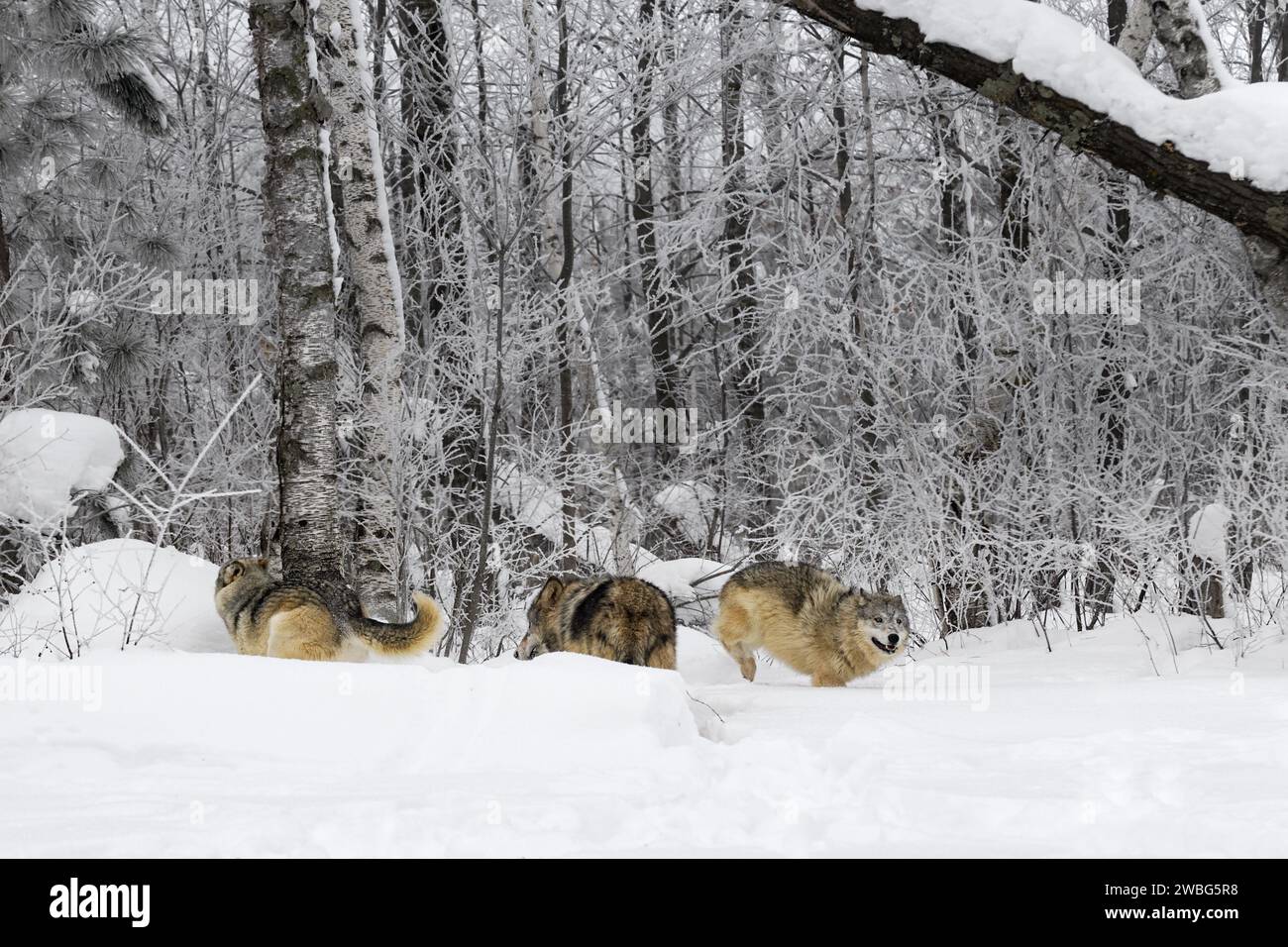Grey Wolf (Canis lupus) Packs Moves and Runs Along Edge of Frosty ...