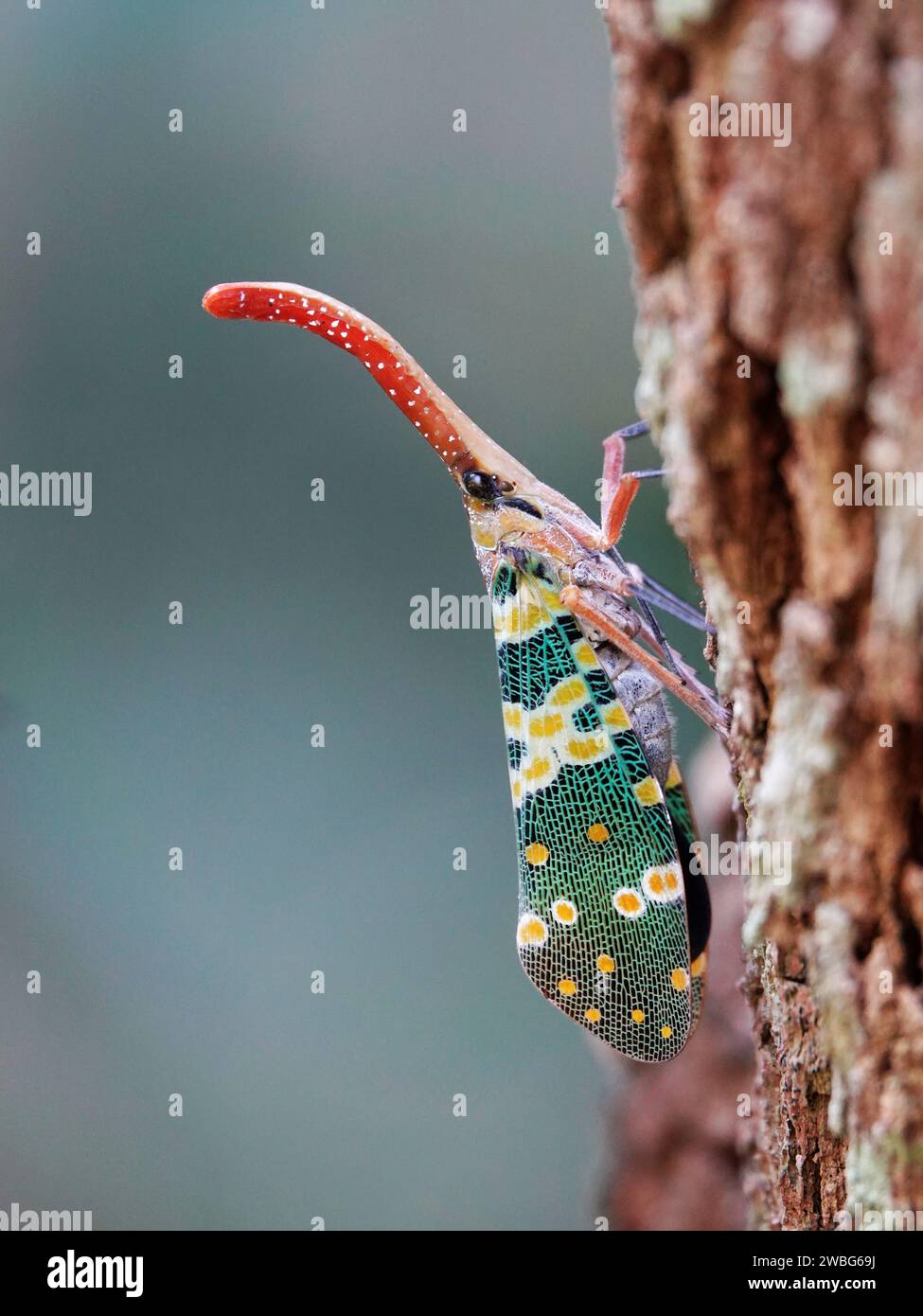 A vibrant light bearer (Fulgoridae) on a tree trunk in a natural ...