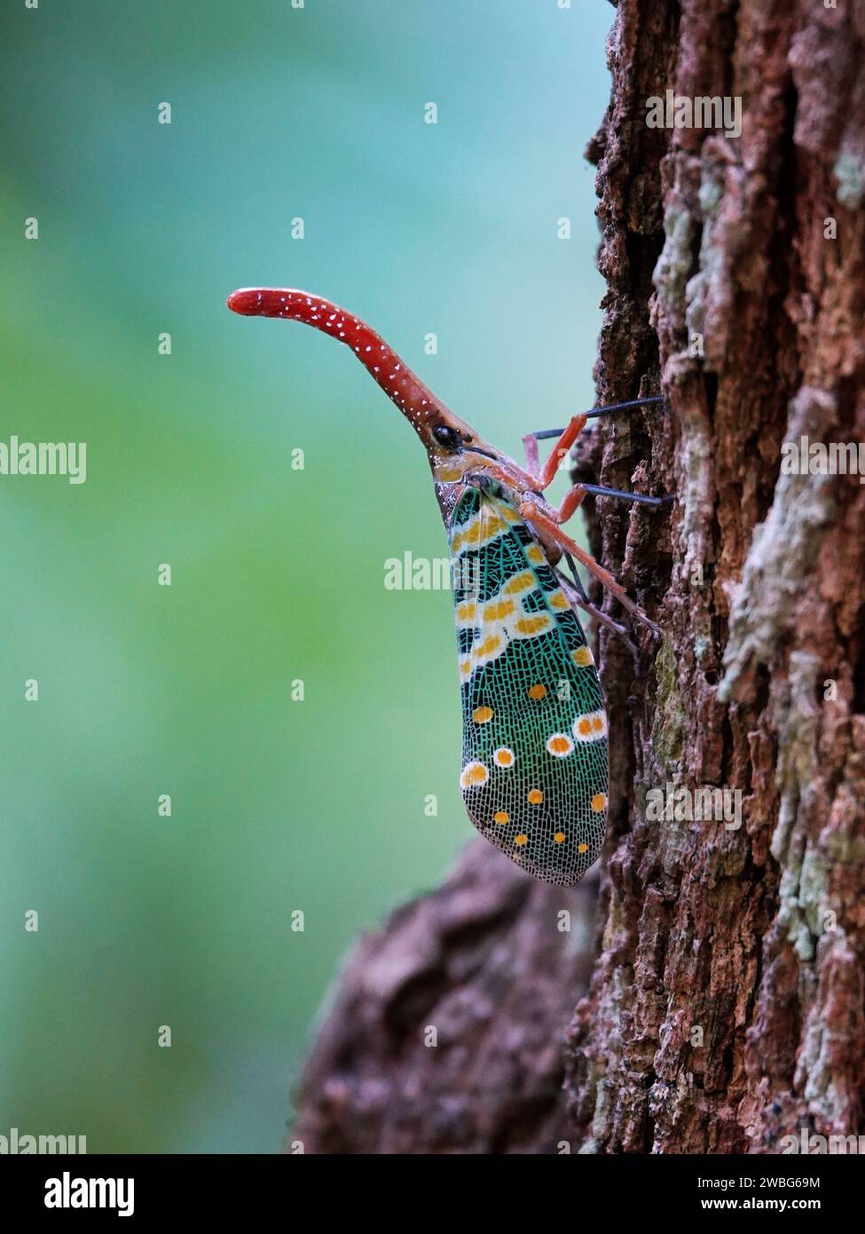 A vibrant light bearer (Fulgoridae) on a tree trunk in a natural ...