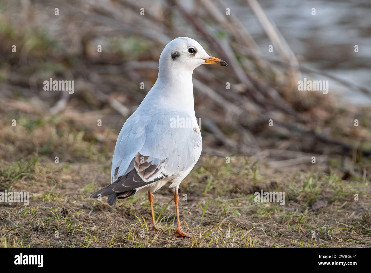 Black headed gull (Chroicocephalus ridibundus) winter plumage Stock ...