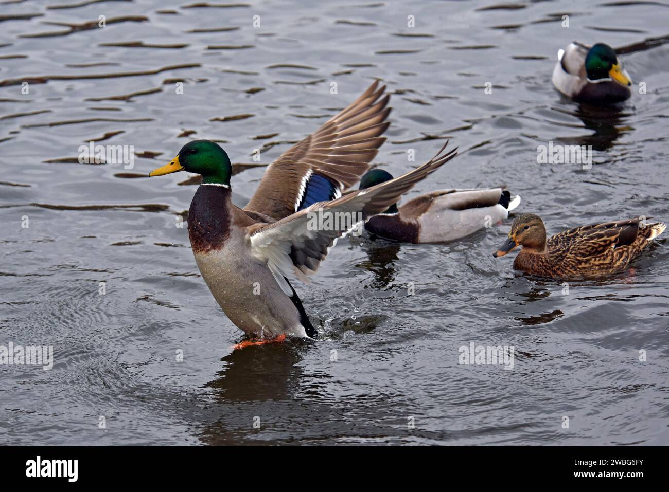 Vyshenske lake hi-res stock photography and images - Alamy