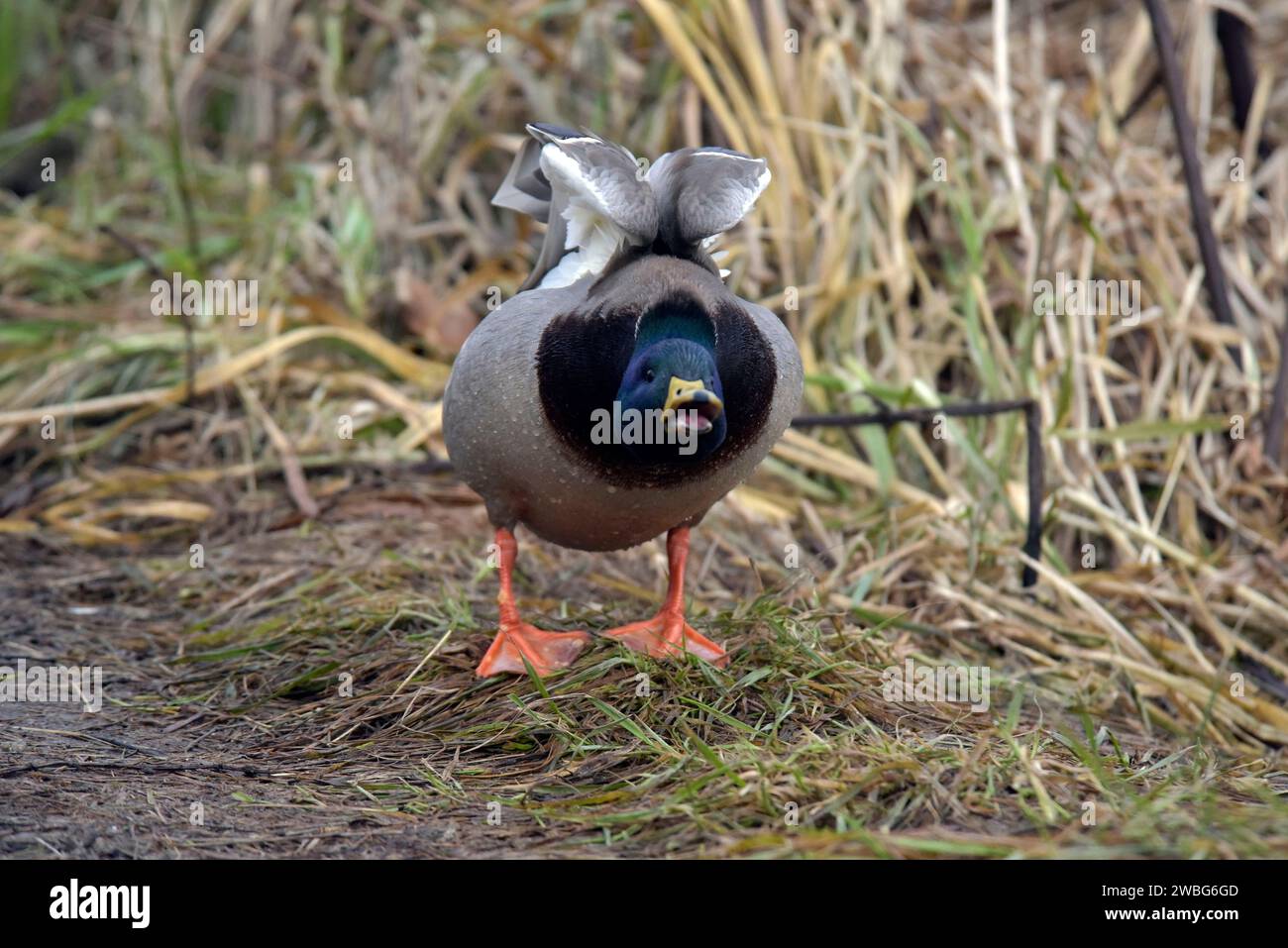 Duck 01 hi-res stock photography and images - Alamy